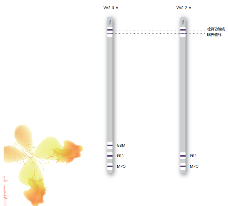 Line Immuno Assay (LIA) for the Detection of Antibodies in Autoimmune ...